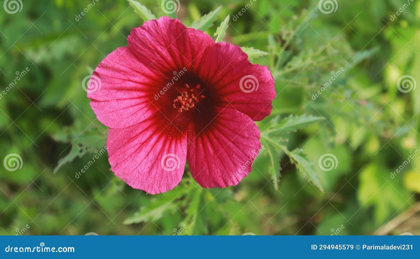 Hibiscus Rosa Sinensis, China Hibiscus Stock Image - Image of blooming ...