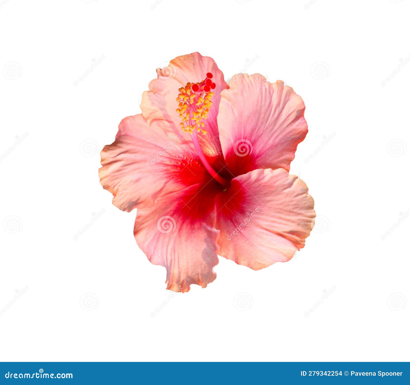 Hibiscus Rosa-sinensis is a Cup-shaped Flower. Stock Photo - Image of ...