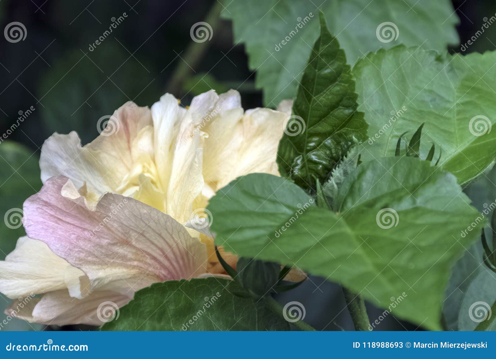 Hibiscus Rosa-sinensis Em Varadero, Cuba Imagem de Stock - Imagem de ...