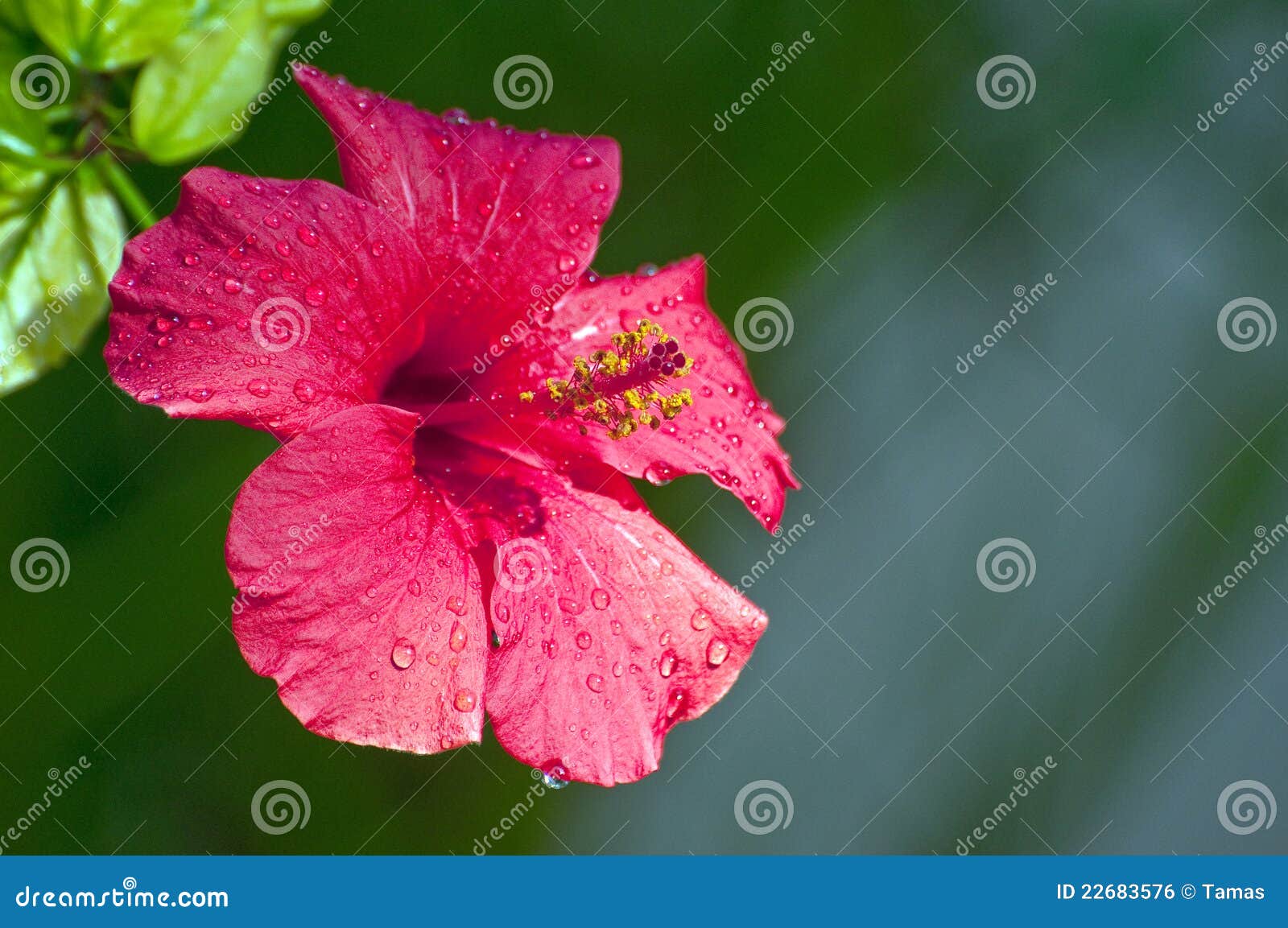 Hibiscus Rosa-sinensis Flower Stock Photo - Image of moisture, natural ...