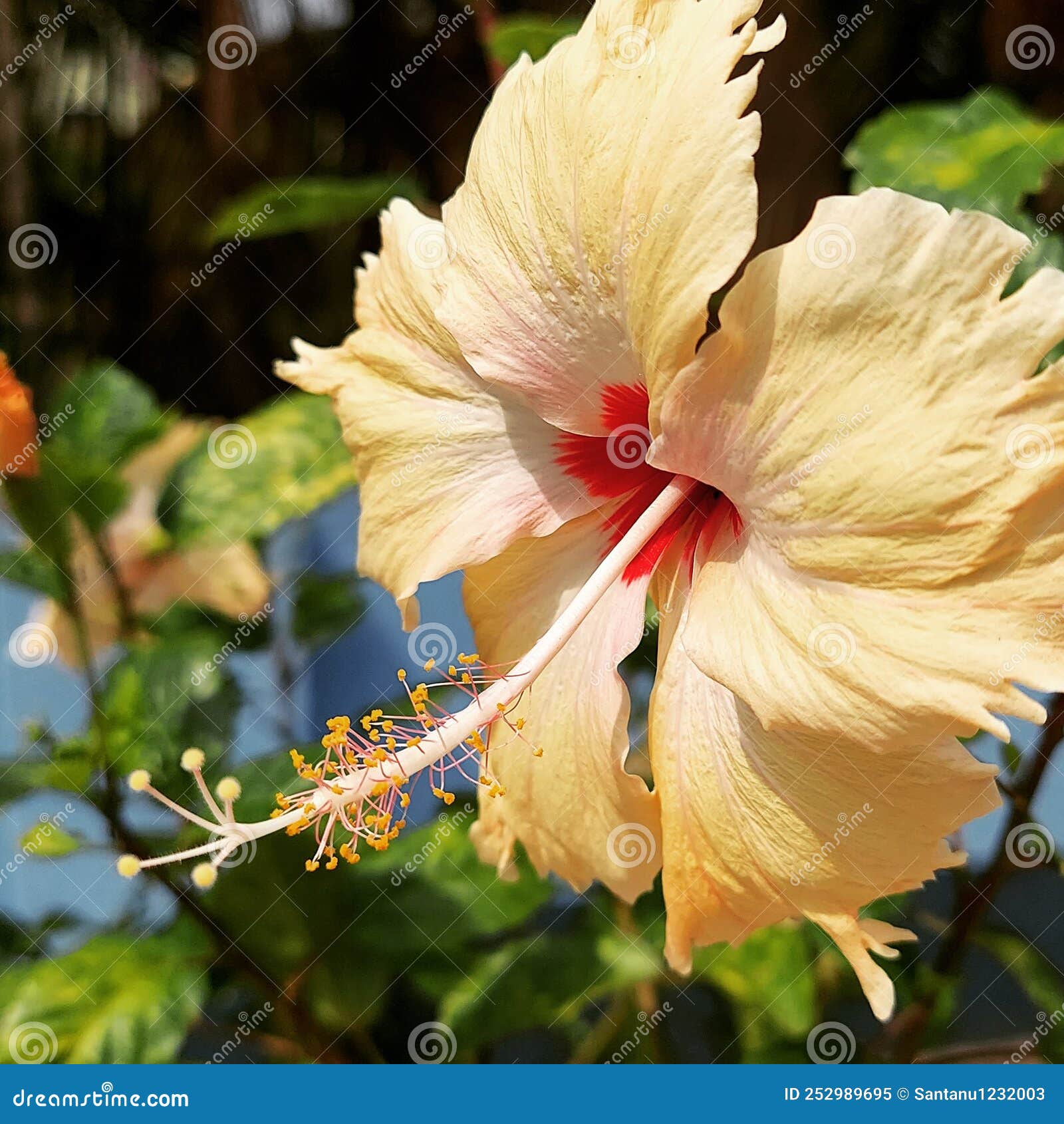 Sineflower Stock Photos - Free & Royalty-Free Stock Photos from Dreamstime