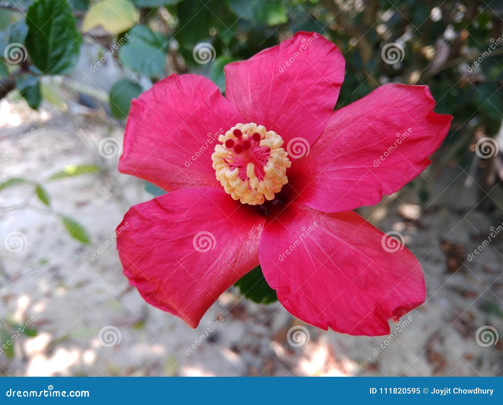 Hibiscus Rosa-sinensis Flower Stock Image - Image of flower, hibiscus ...