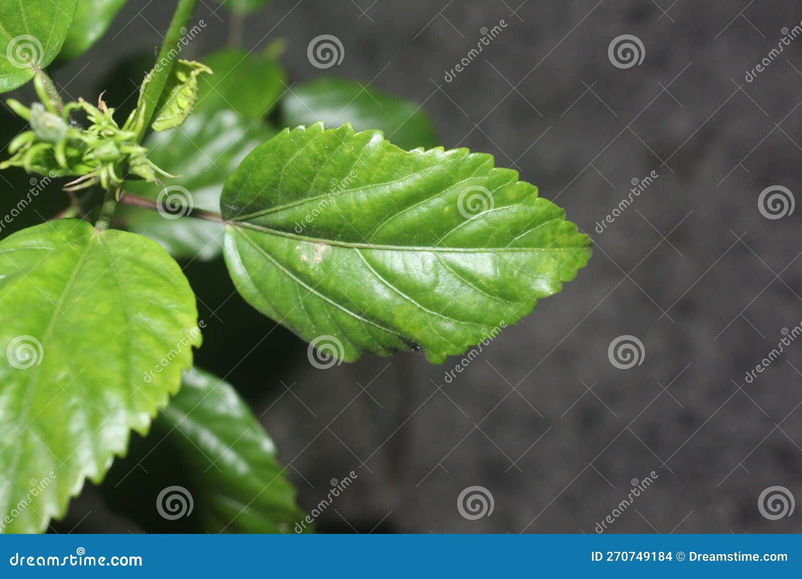 Hibiscus Rosa Sinensis Green Leaf Stock Photo - Image of evergreen ...