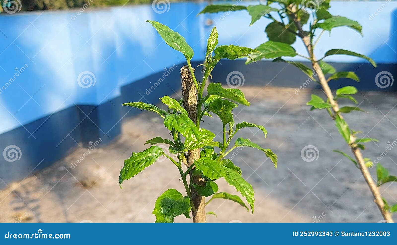 Hibiscus Rosa Sinensis Green Leaves Stock Image - Image of blossom ...