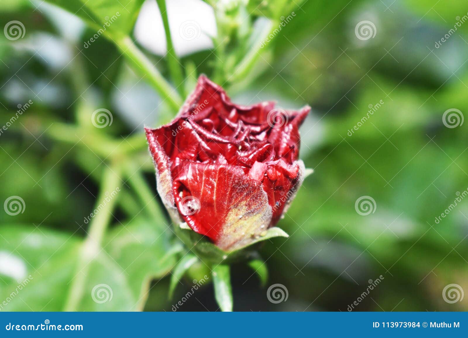 Pink Sembaruthi Flower Stock Photos - Free & Royalty-Free Stock Photos ...