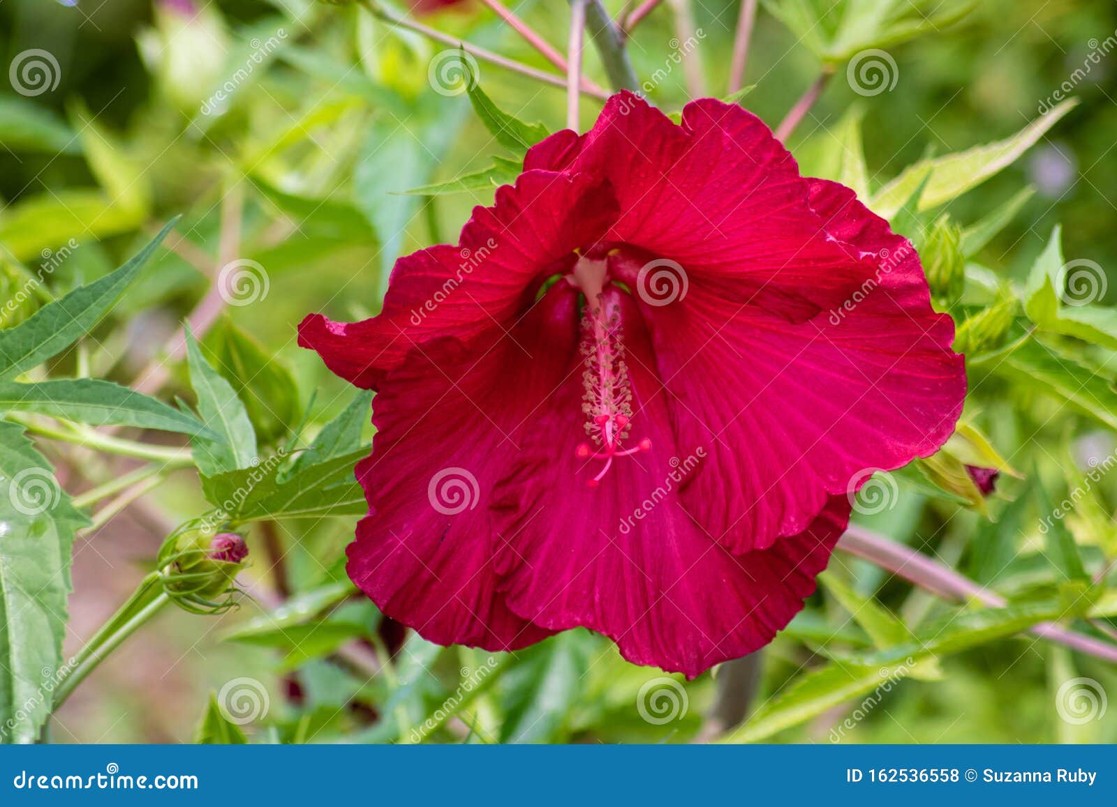 Hibiscus rouge photo stock. Image of fleur, ketmie, flore - 162536558