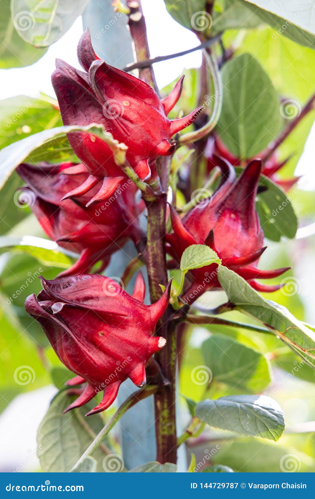 Hibiscus Sabdariffa or Roselle Plant Stock Image - Image of herb ...