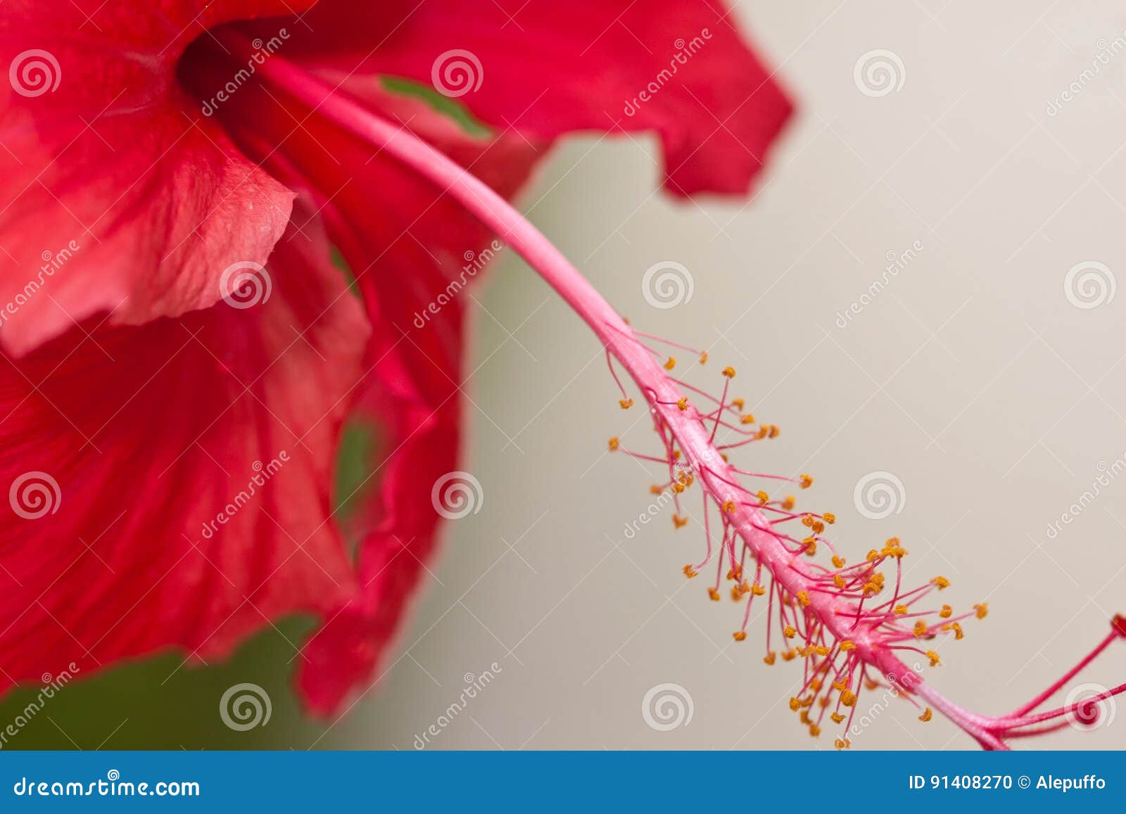Hibiscus stock photo. Image of stem, hawaiian, flower - 91408270