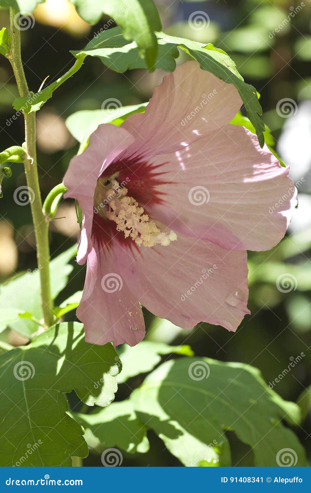 Hibiscus stock image. Image of hibiscus, stem, stamens - 91408341
