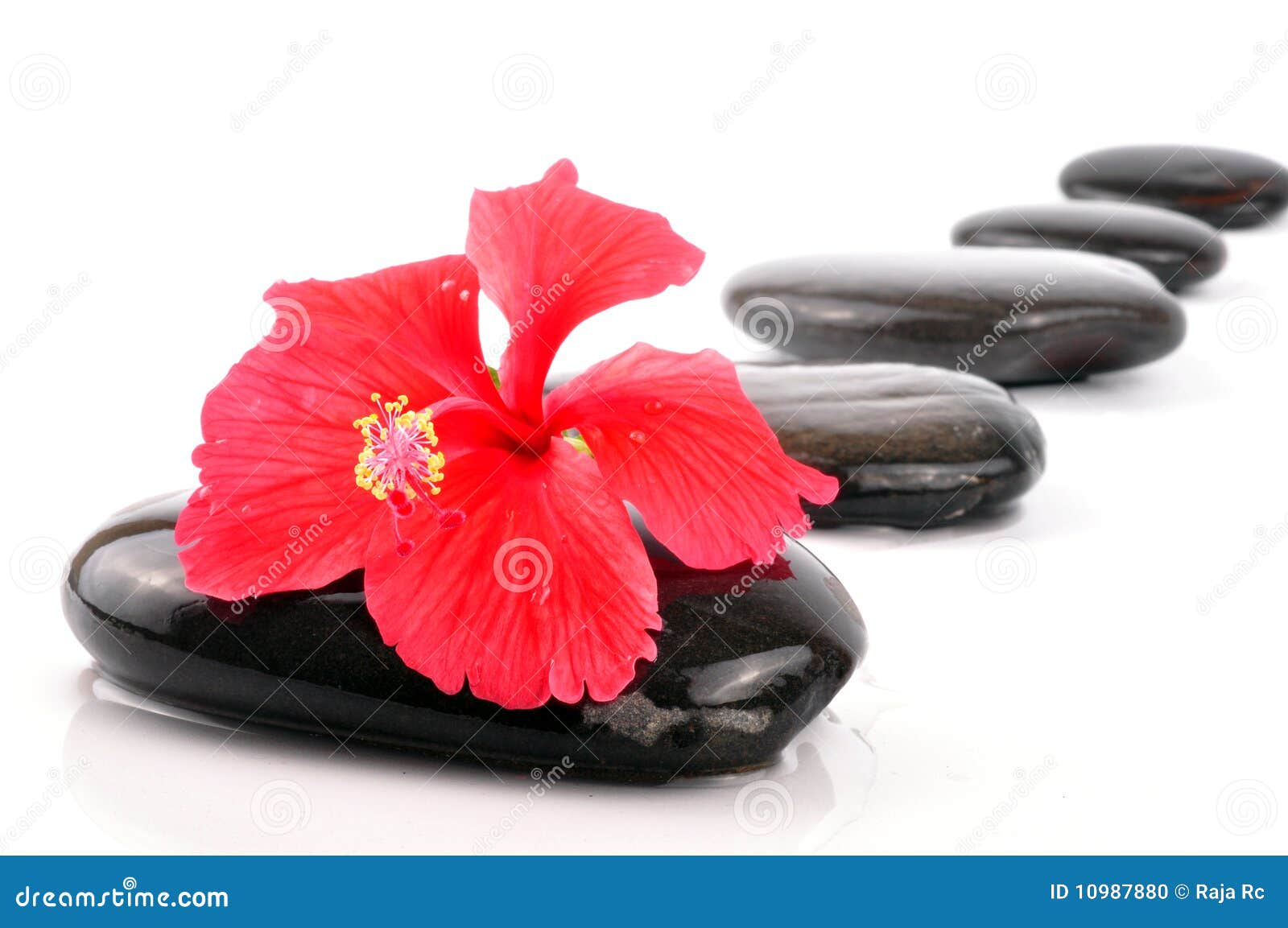Hibiscus spa stock photo. Image of flower, natural, alternative - 10987880