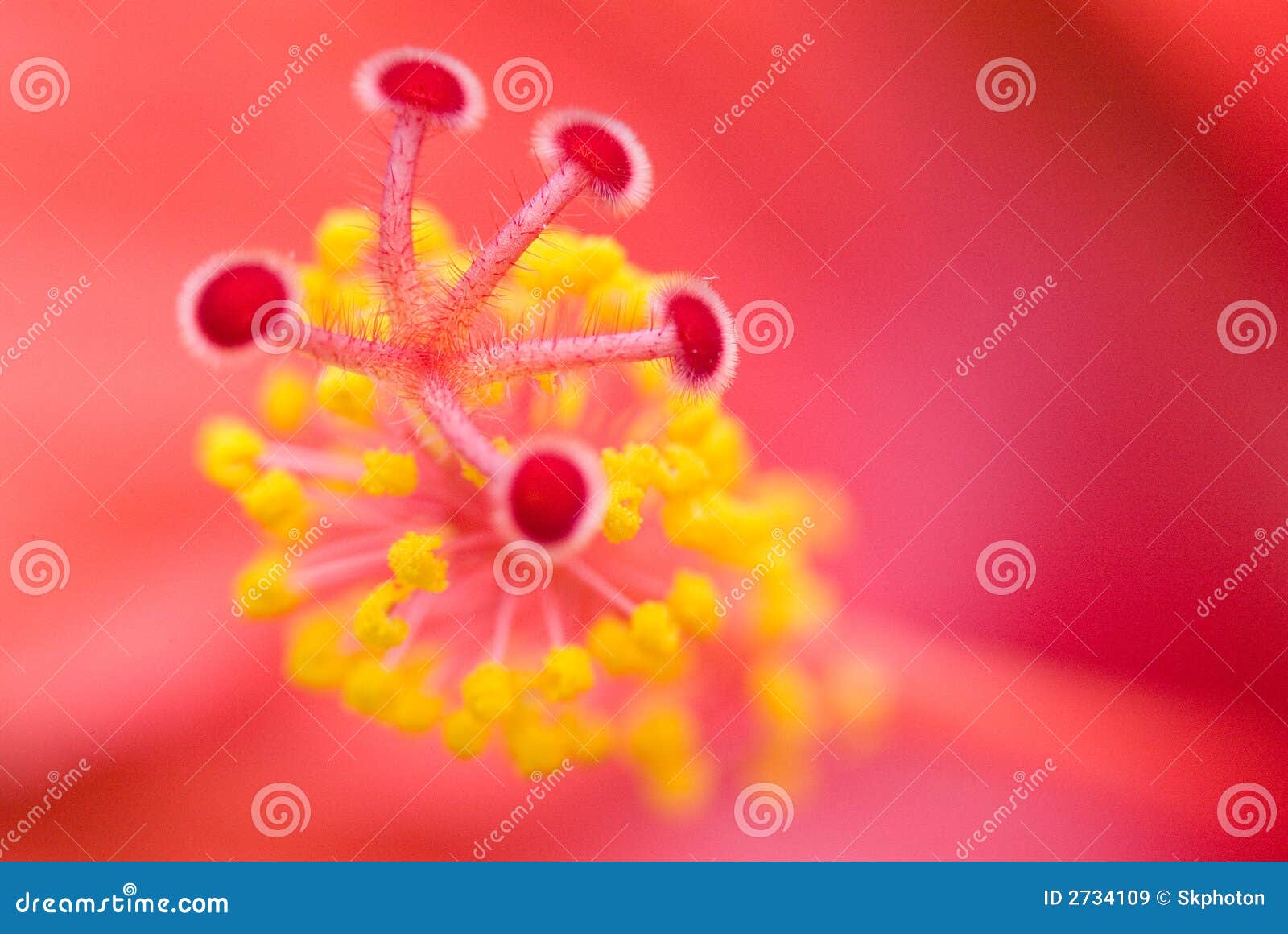 Hibiscus stamen stock image. Image of upclose, close, stamen - 2734109