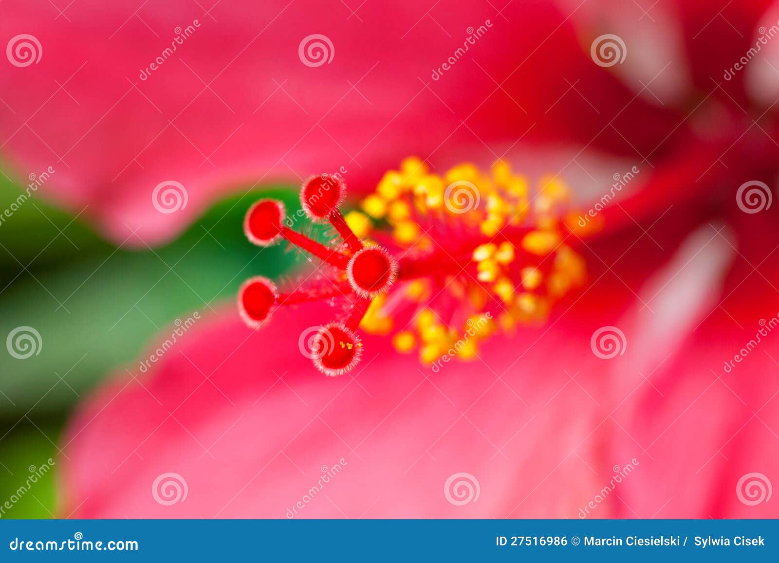 Hibiscus stamen stock photo. Image of plant, botanic - 27516986