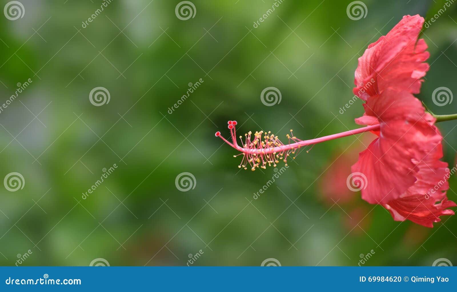 Hibiscus stamen stock photo. Image of blossom, stem, pink - 69984620