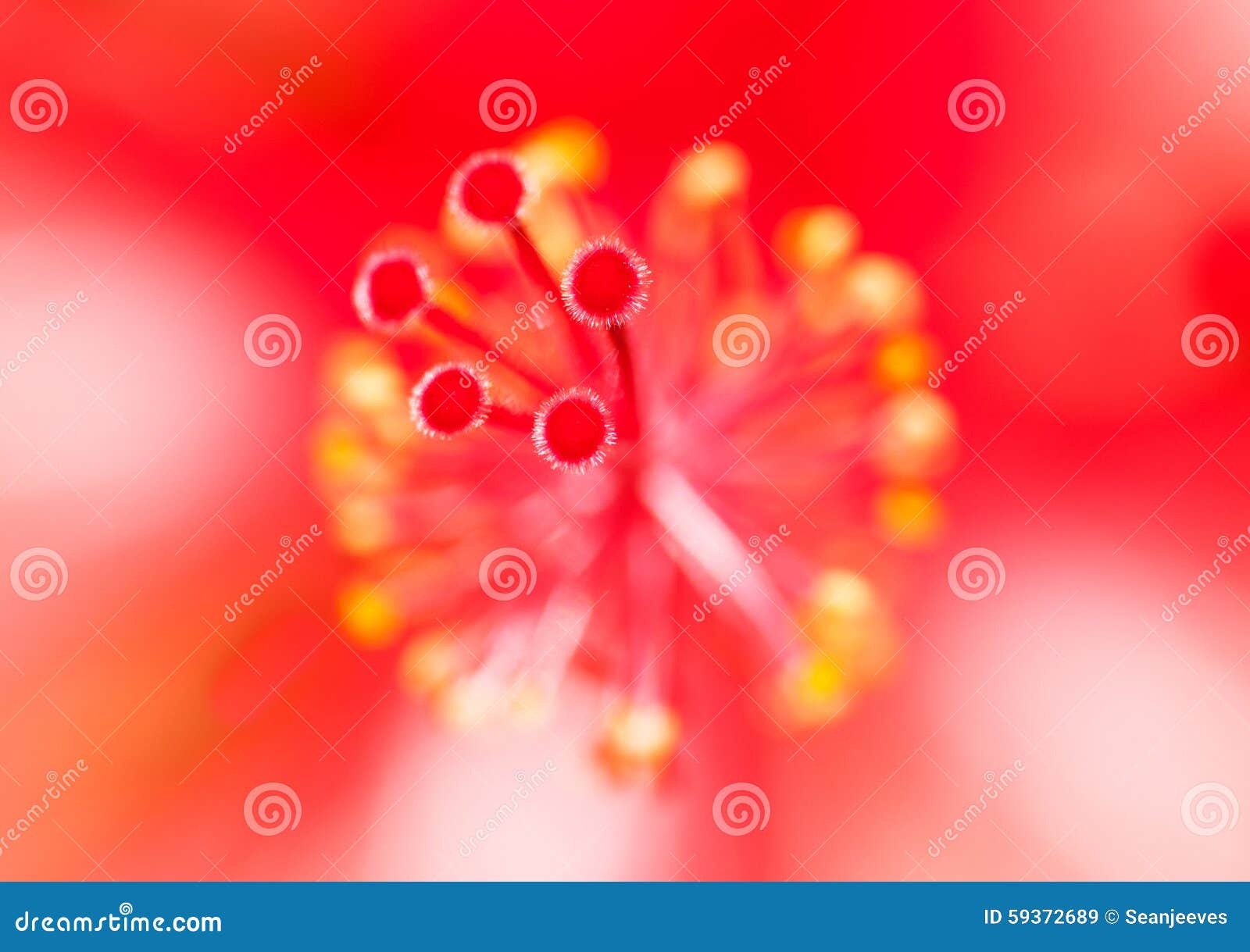Hibiscus Stigma stock image. Image of hibiscus, gumamela - 59372689