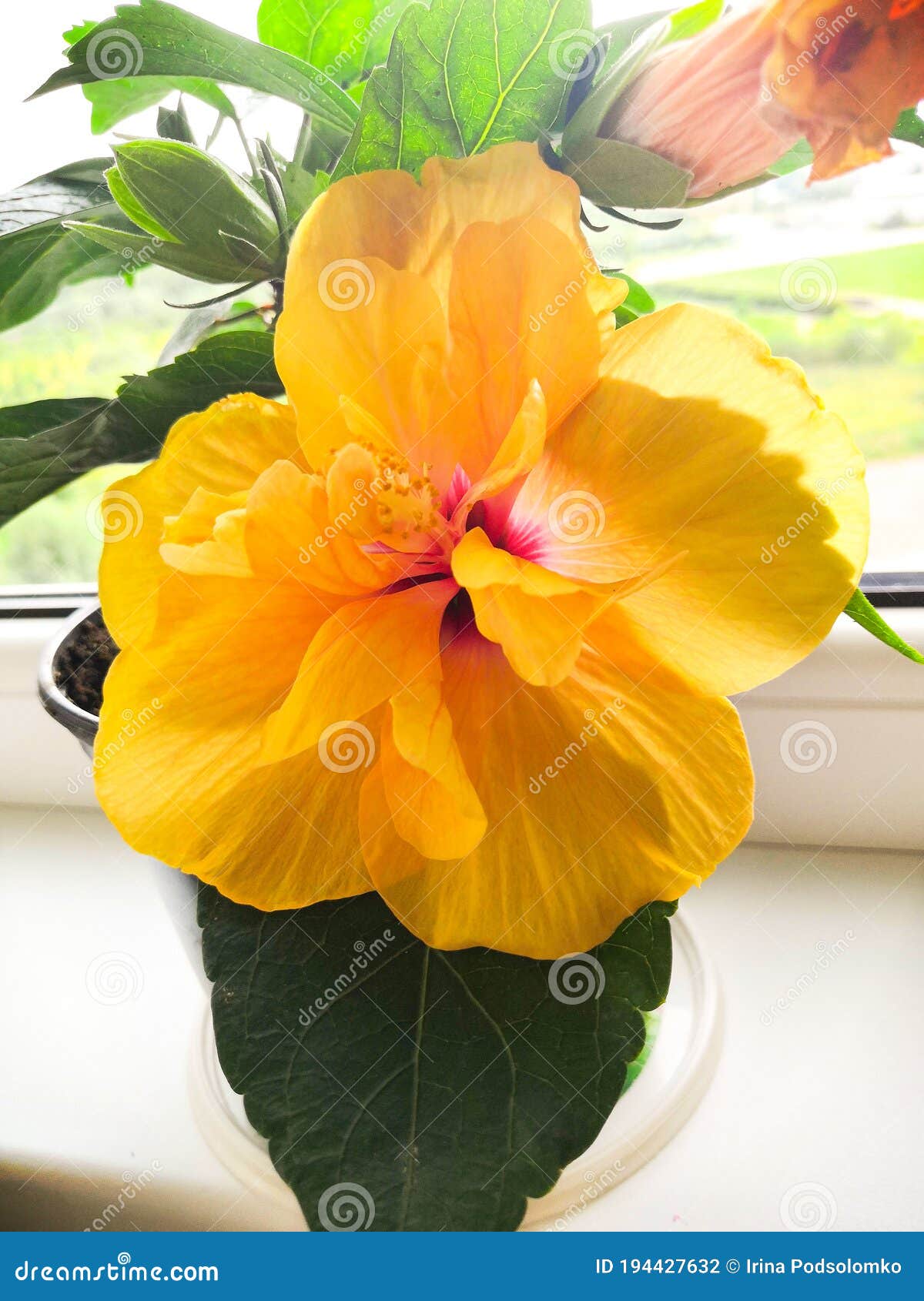 Hibiscus, Sun Flower, Perfection Stock Photo - Image of sunflower ...