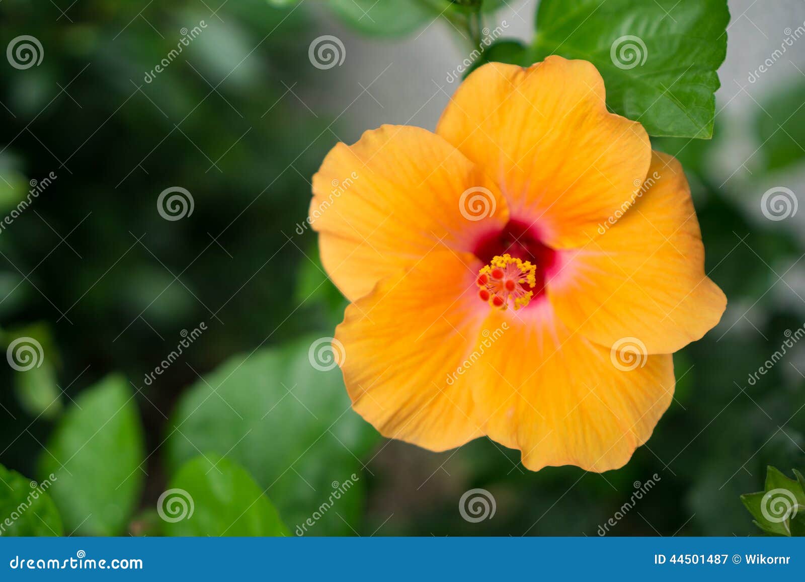 Hibiscus Syriacus, Fiore Giallo Tropicale Immagine Stock - Immagine di ...