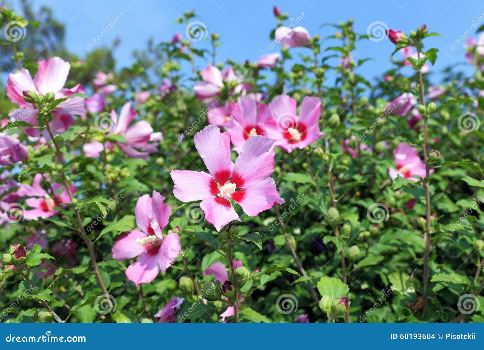 Hibiscus syriacus stock photo. Image of garden, botany - 60193604