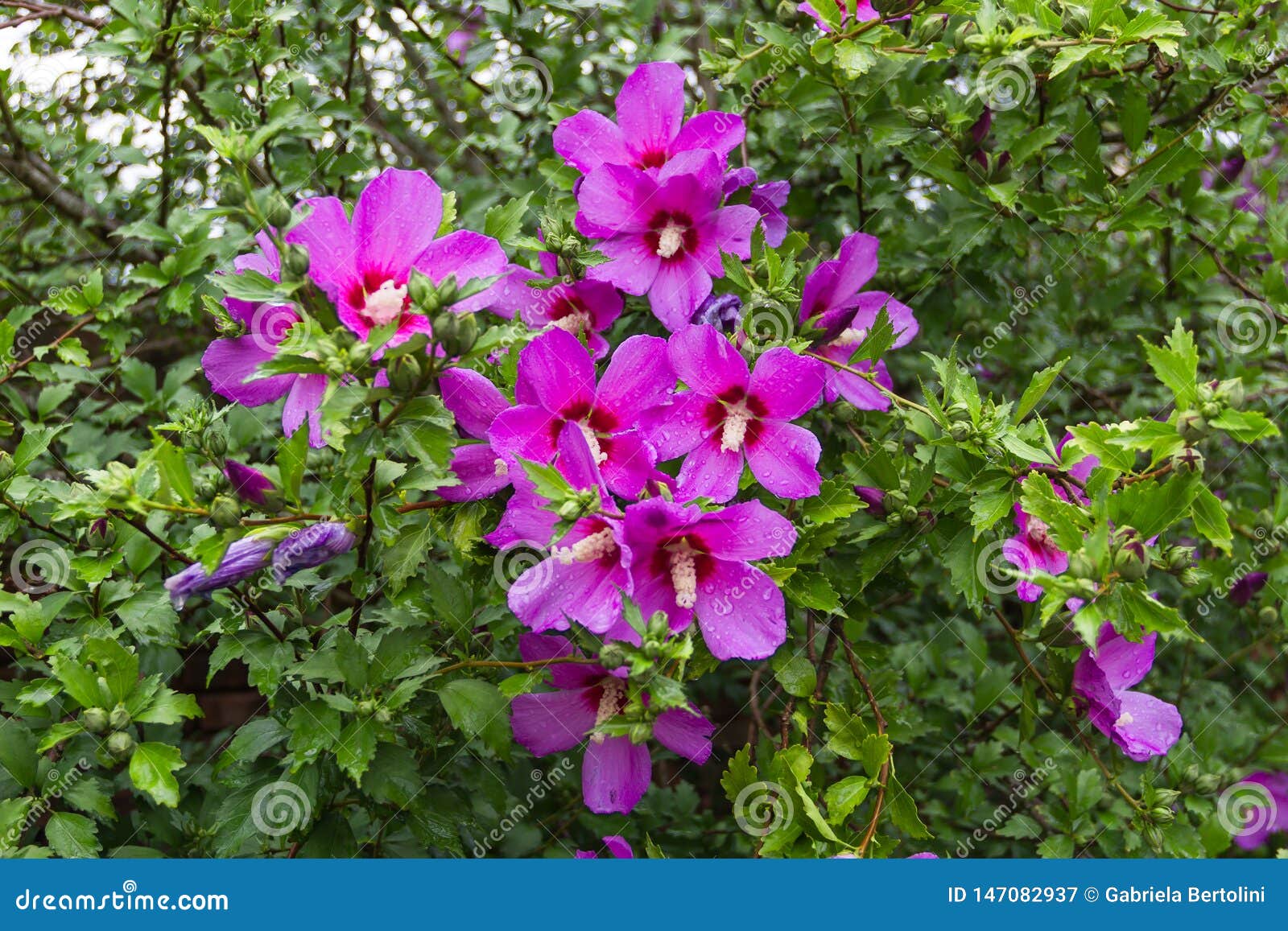Hibiscus Syriacus Under The Rain National Flower Of South Korea Stock