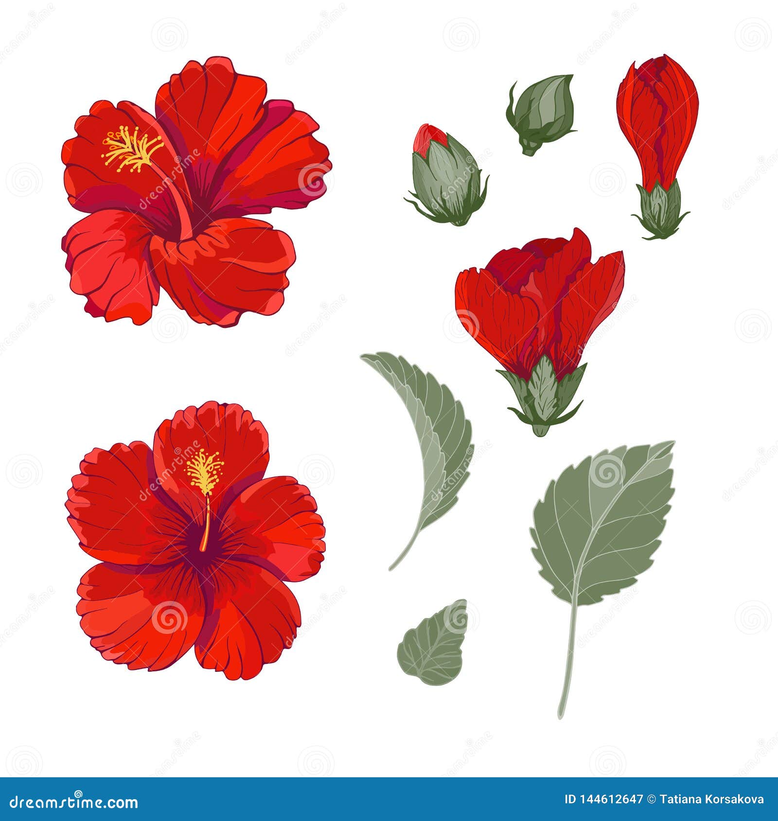 Red Hibiscus Set with Flowers Leaves and Buds Decorative Vector ...