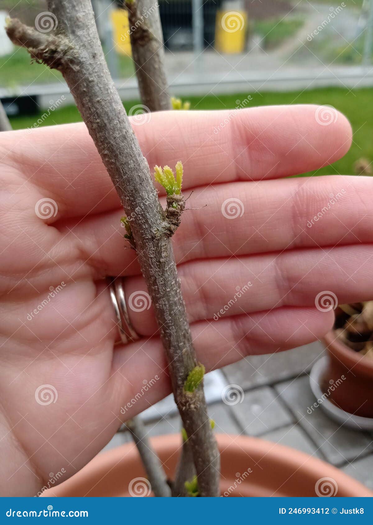 Hibiscus Tree in Early Stage of Sprouting Leaves in Spring Stock Photo ...
