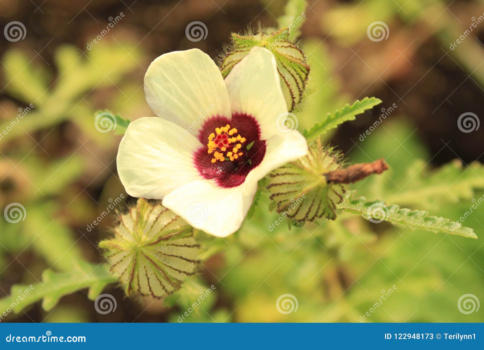 Hibiscus Trionum Commonly Known As Flower Of An Hour Stock Image