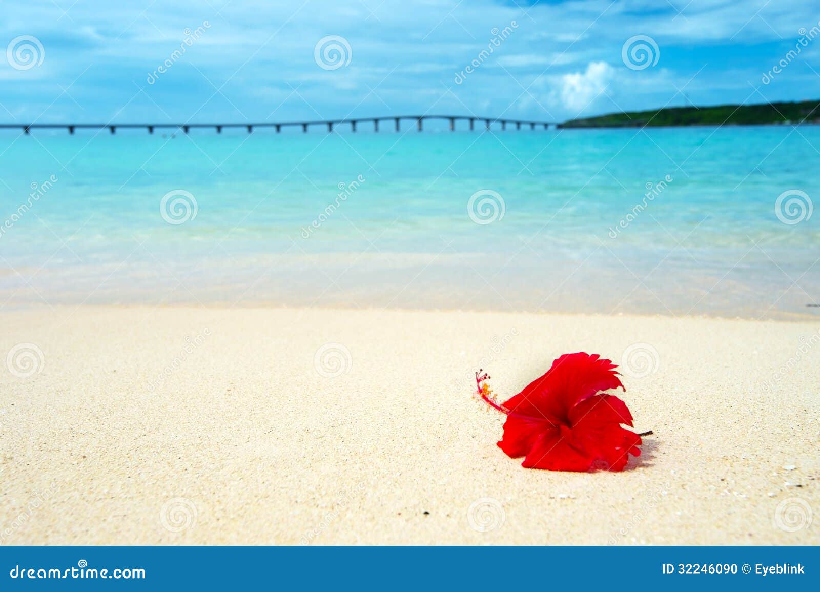 Hibiscus on Tropical Beach stock photo. Image of maehama - 32246090