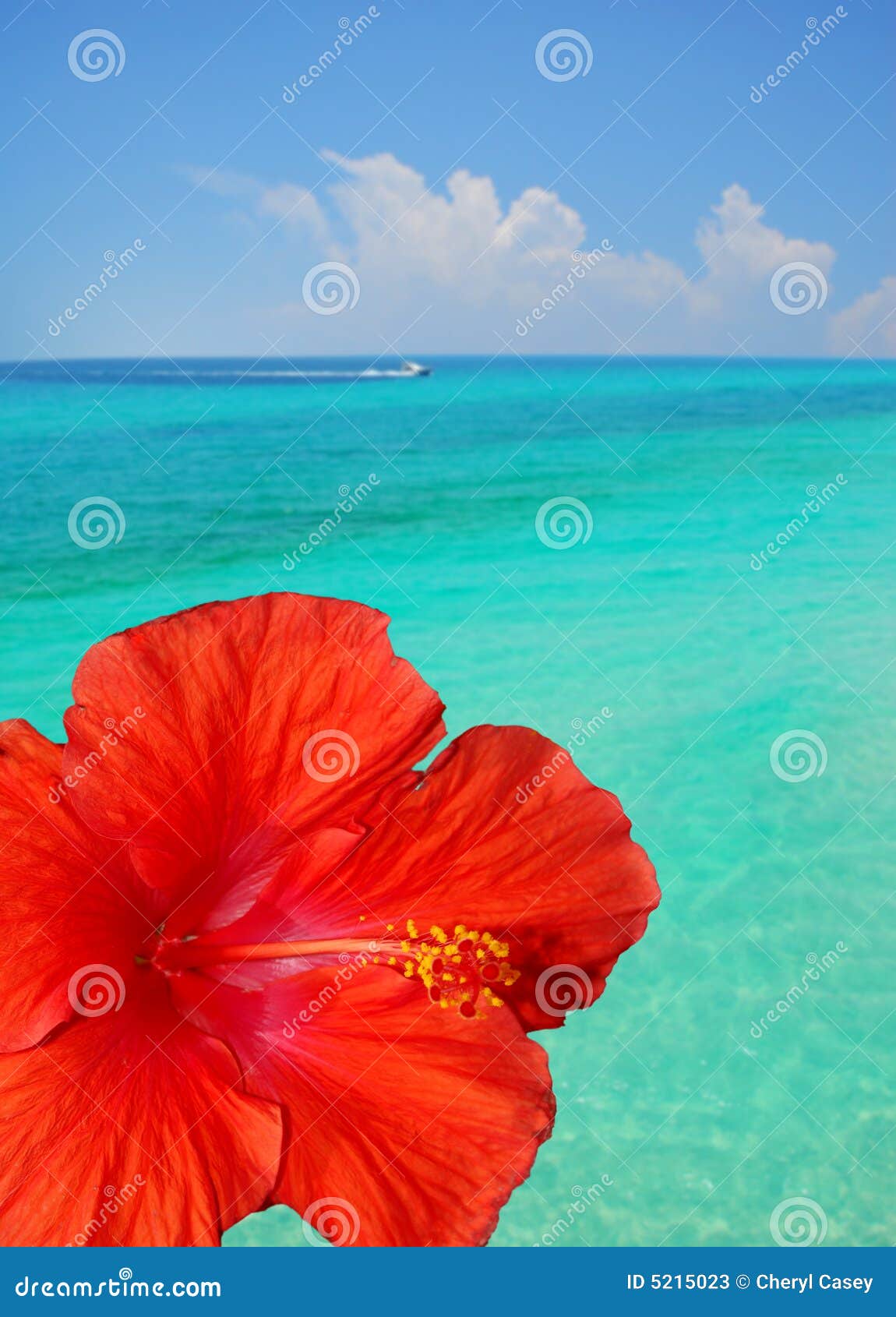 Hibiscus in Tropical Setting Stock Image - Image of pristine, flower ...
