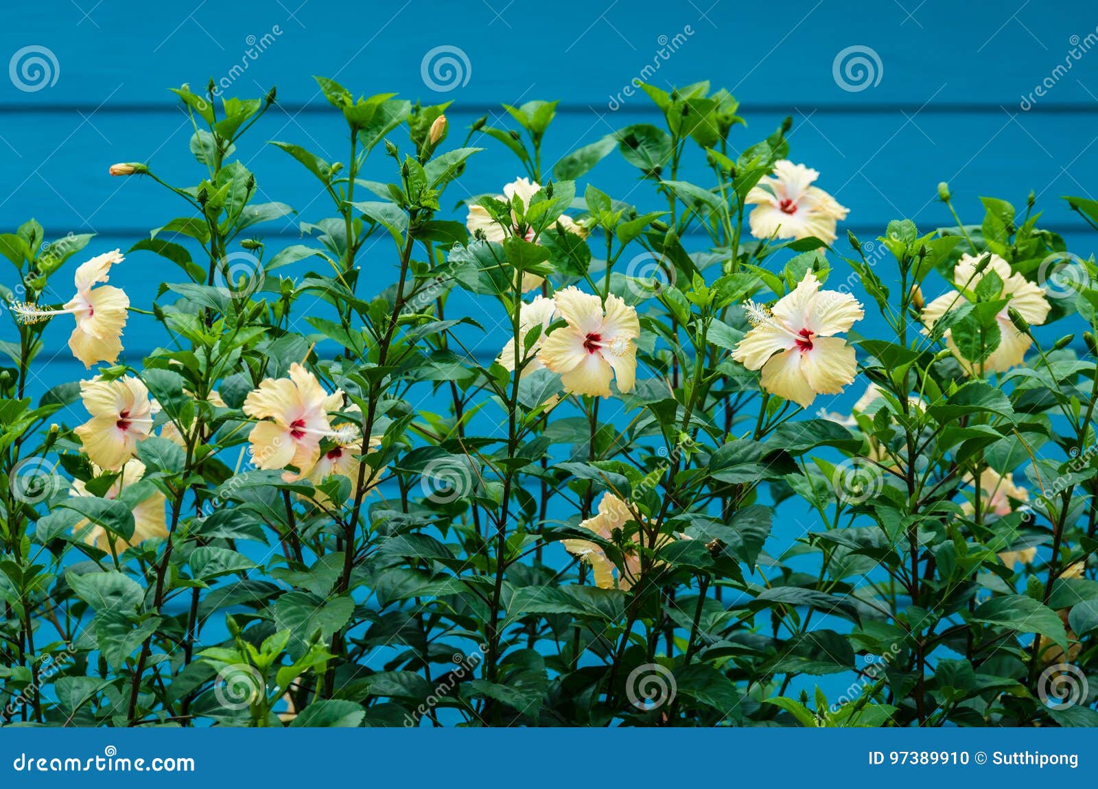 214 Chaba Tree Photos - Free & Royalty-Free Stock Photos from Dreamstime