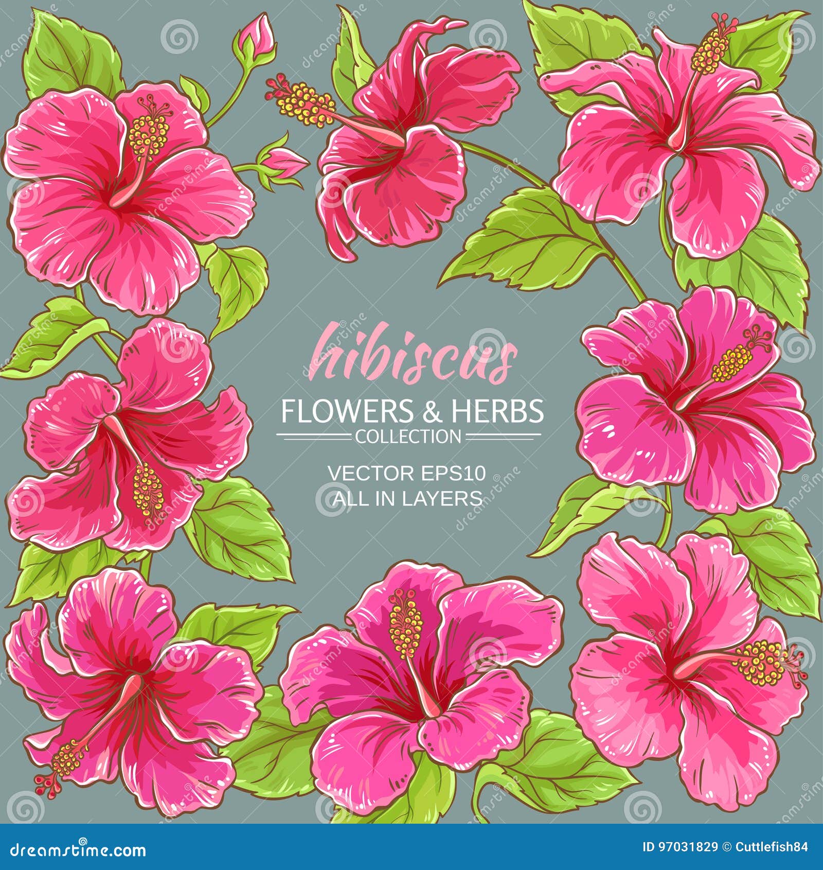 Hibiscus vector frame stock vector. Illustration of blooming - 97031829