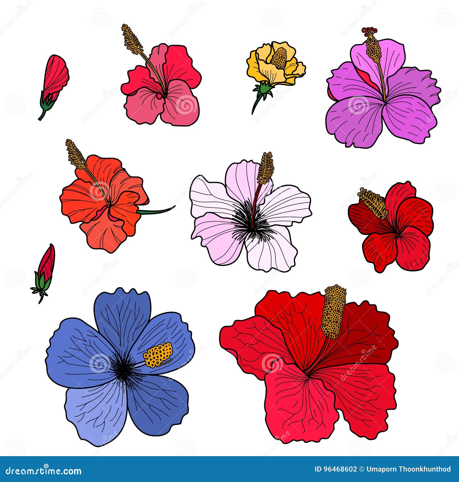 Hibiscus Vector Set Isolate on White Background Stock Vector ...