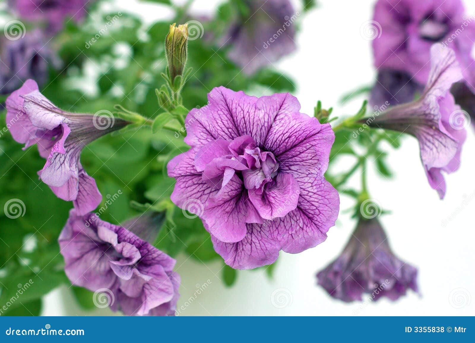 Hibiscus violet stock photo. Image of plant, petal, freshness - 3355838