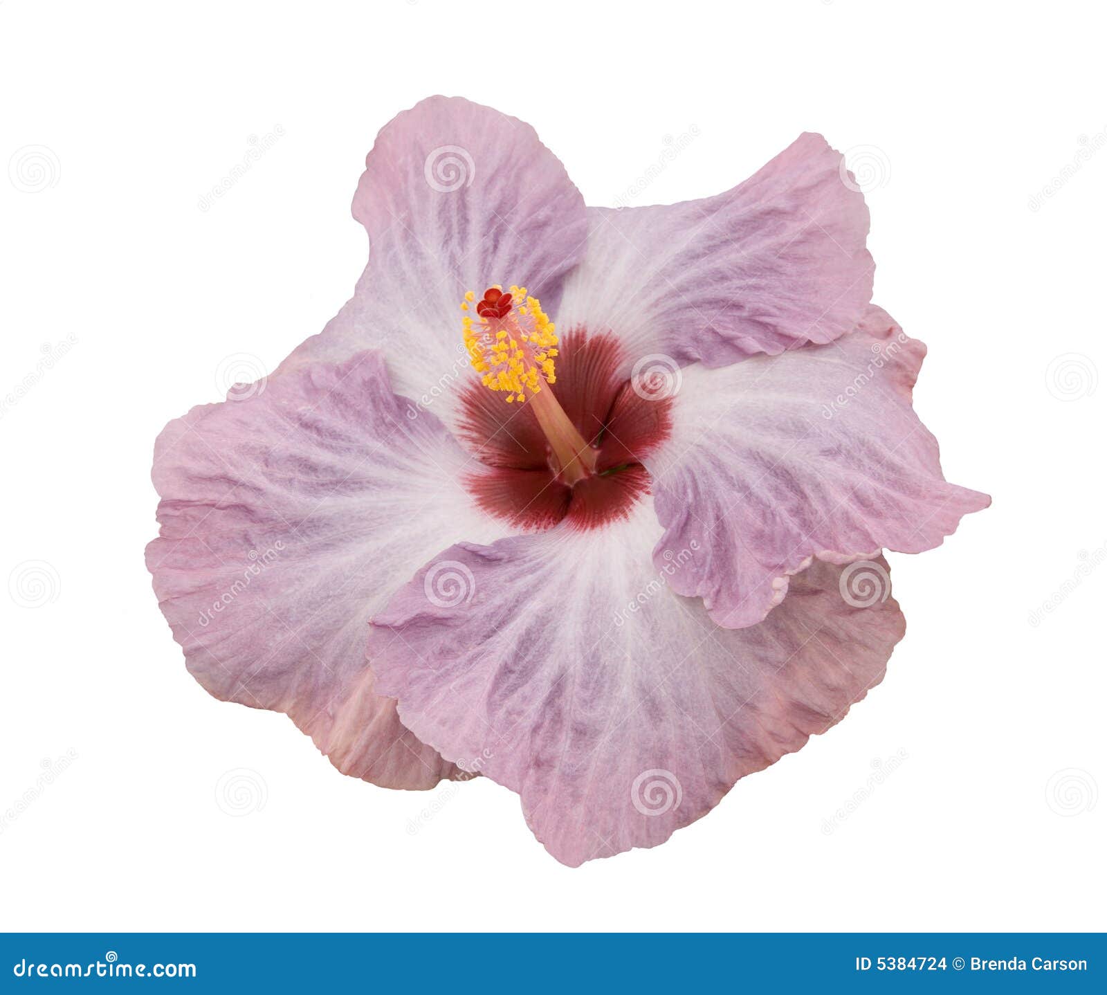 Hibiscus Violetta stock photo. Image of floral, flowers - 5384724