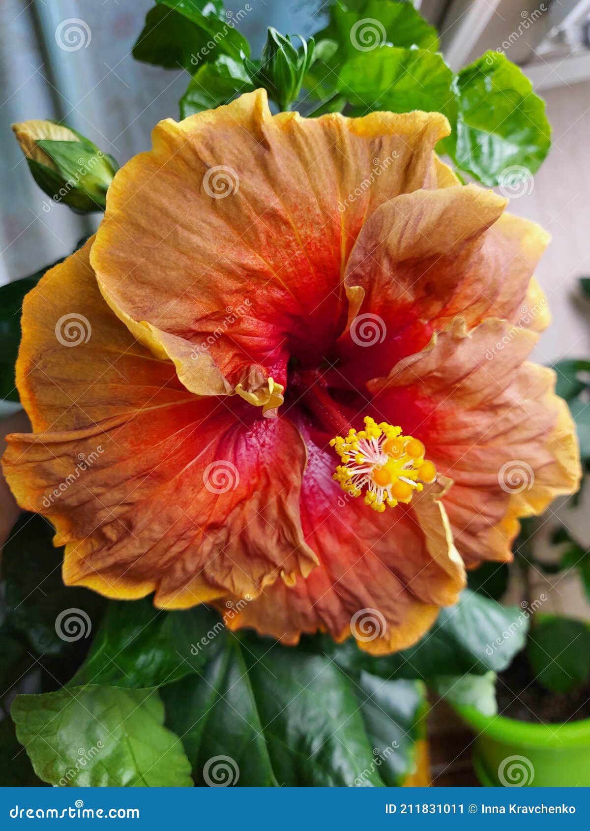 Hibiscus Voodoo Magic Indoor Plant Stock Image - Image of voodoo ...