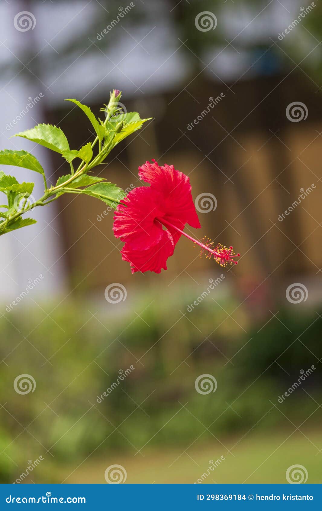 Hibiscus Whose Flowers Hang Facing Downwards Stock Photo - Image of ...