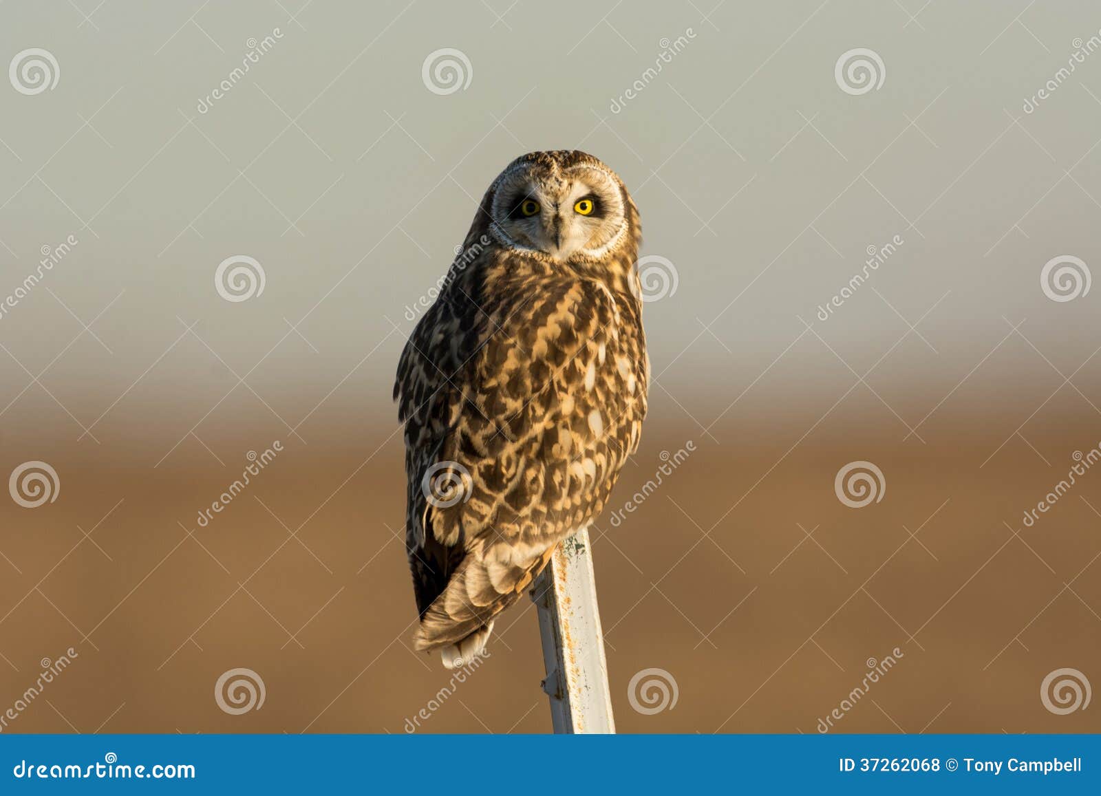 Hibou à oreilles courtes photo stock. Image du prédateur - 37262068