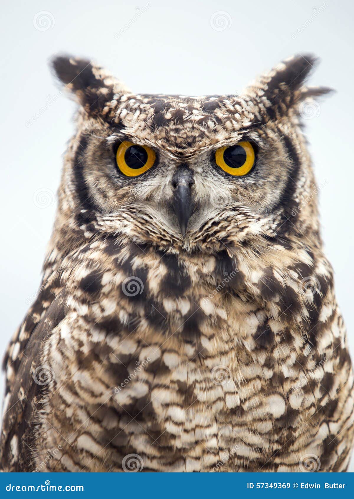 Hibou image stock. Image du prédateur, sauvage, ailes - 57349369