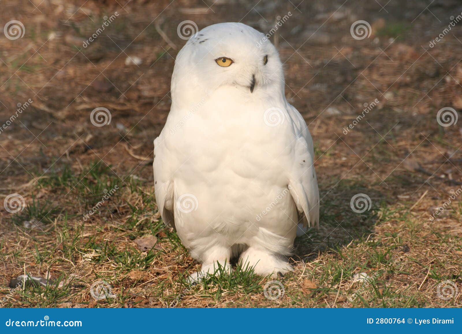 Hibou blanc photo stock. Image du oiseaux, blanc, arctique - 2800764