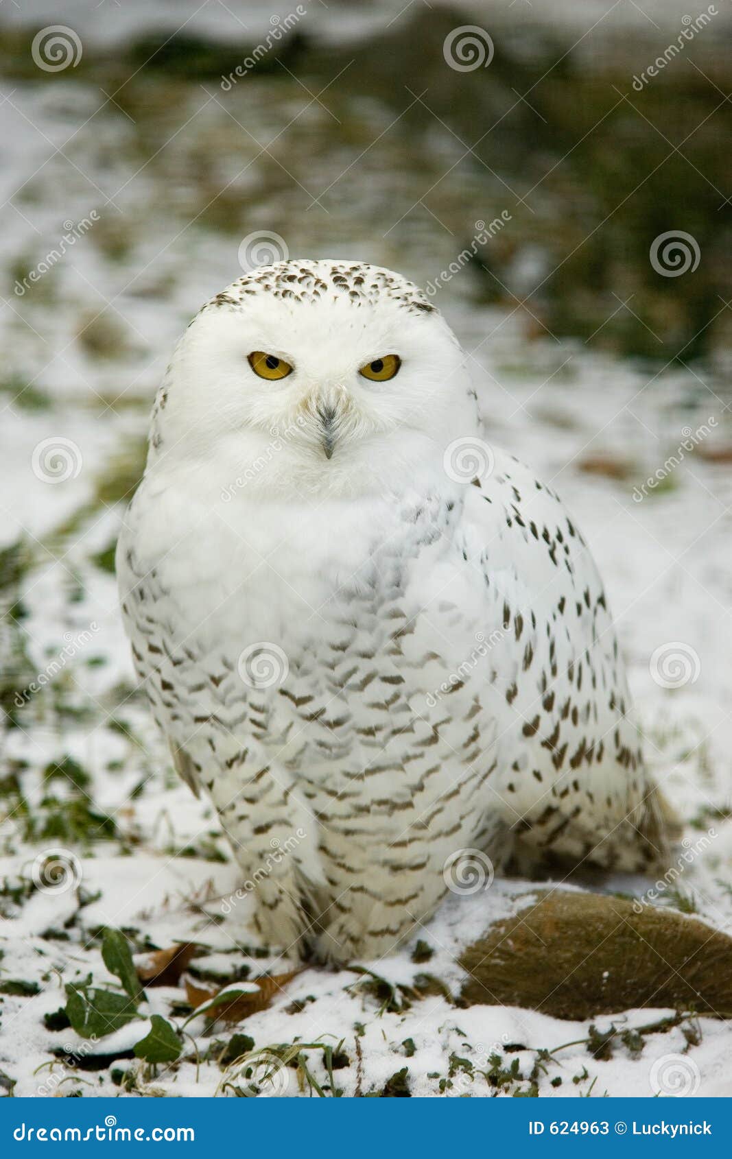 HIBOU blanc image stock. Image du oiseau, viande, emboîtement - 624963