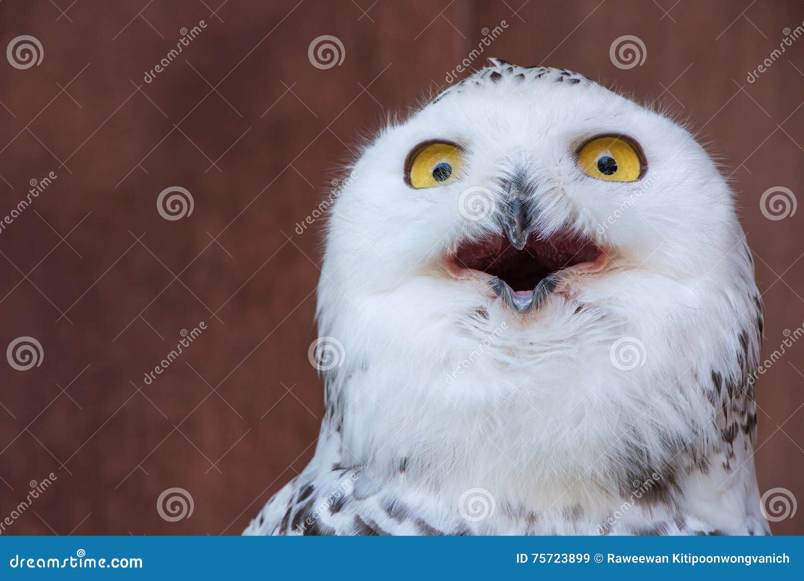 Hibou Blanc Avec Le Visage Choquant De Meme Image stock - Image of ...