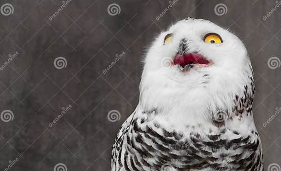 Hibou Blanc Avec Le Visage Choquant De Meme Image stock - Image du ...