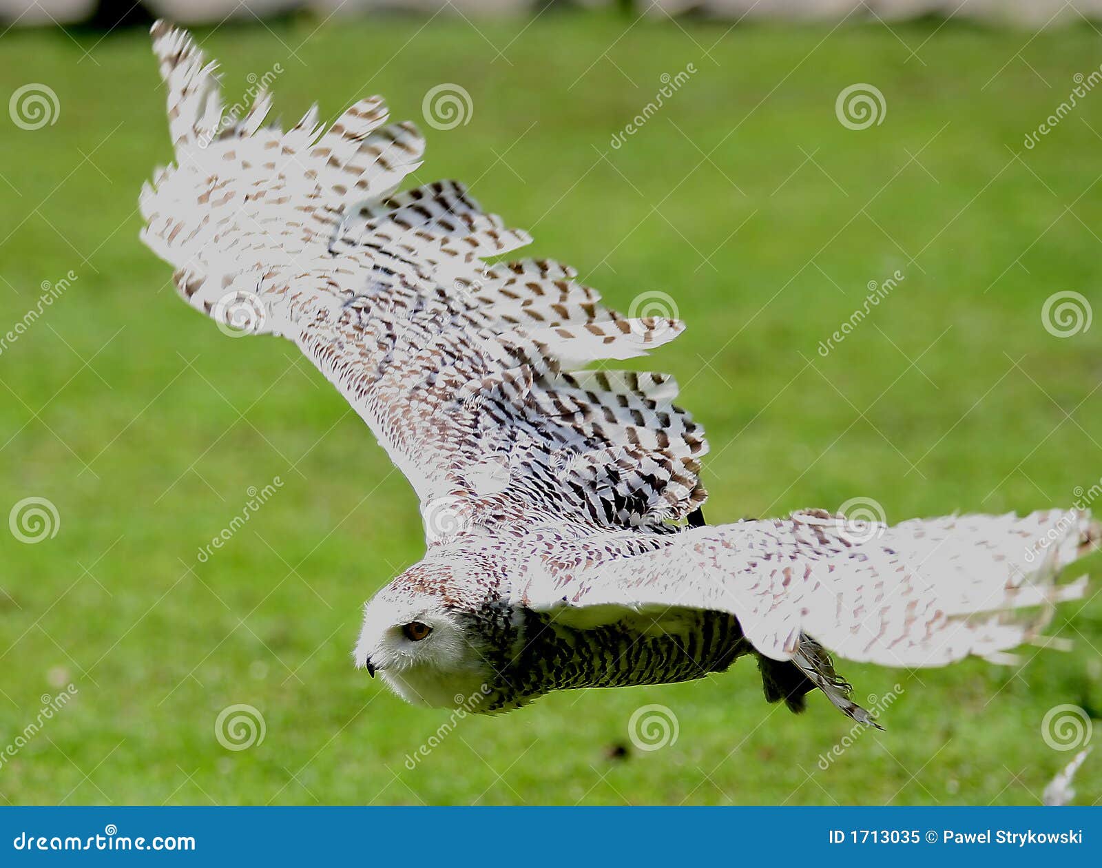 Hibou blanc libre image stock. Image du nature, blanc - 1713035