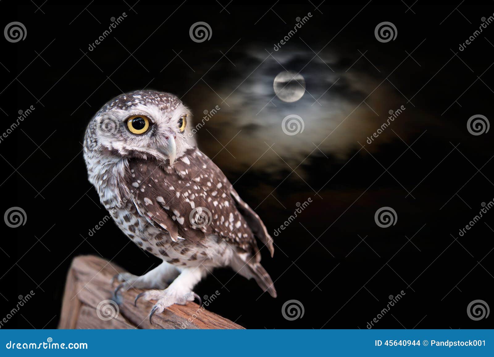 Hibou Dans La Nuit De Halloween Photo stock - Image du imagination ...