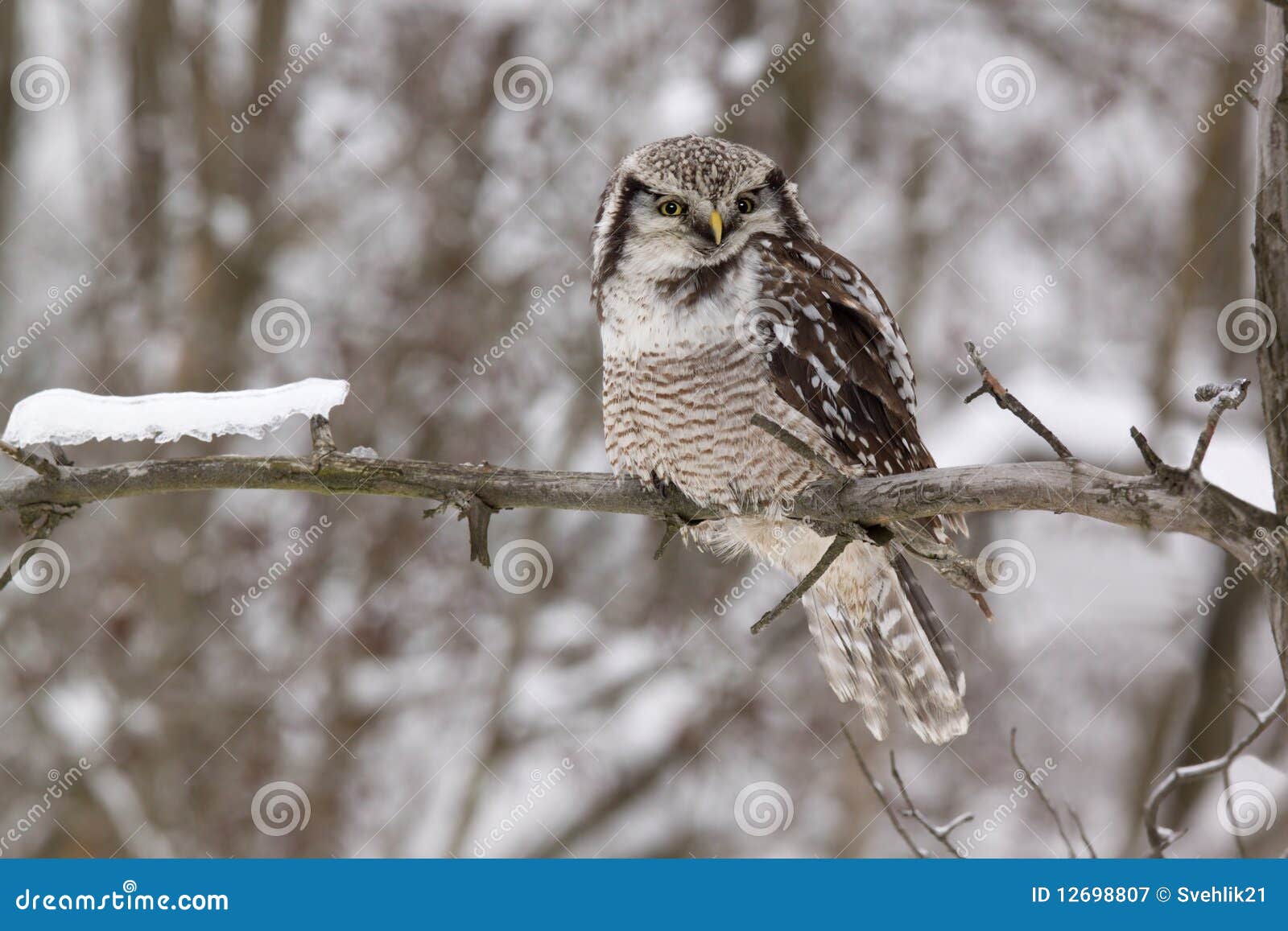 Hibou De Faucon /Surnia Ulula/ Image stock - Image du blanc ...