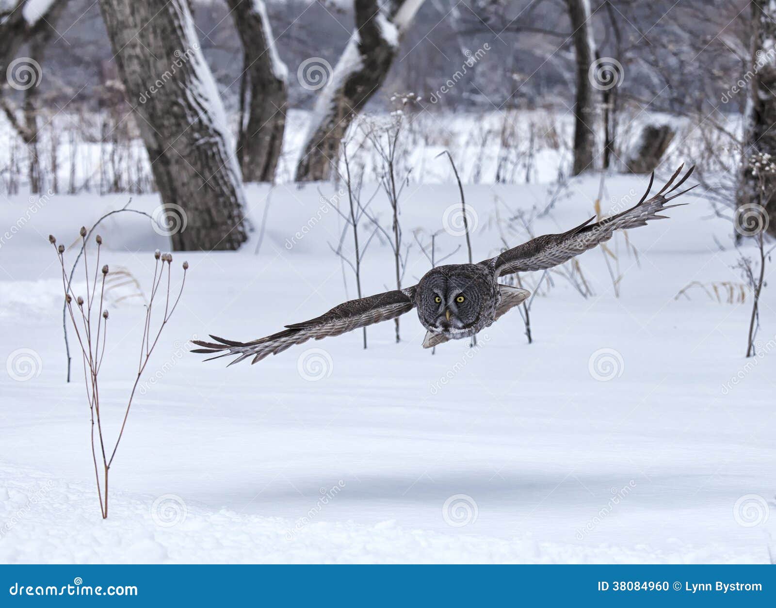 Hibou de grand gris en vol photo stock. Image du rapace - 38084960