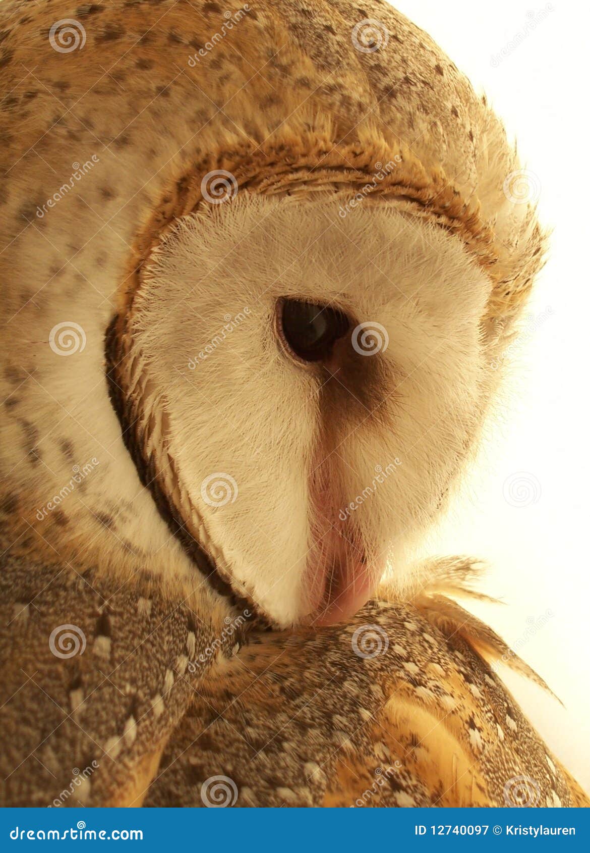 Hibou De Grange Australien - Verticale Image stock - Image du beau ...