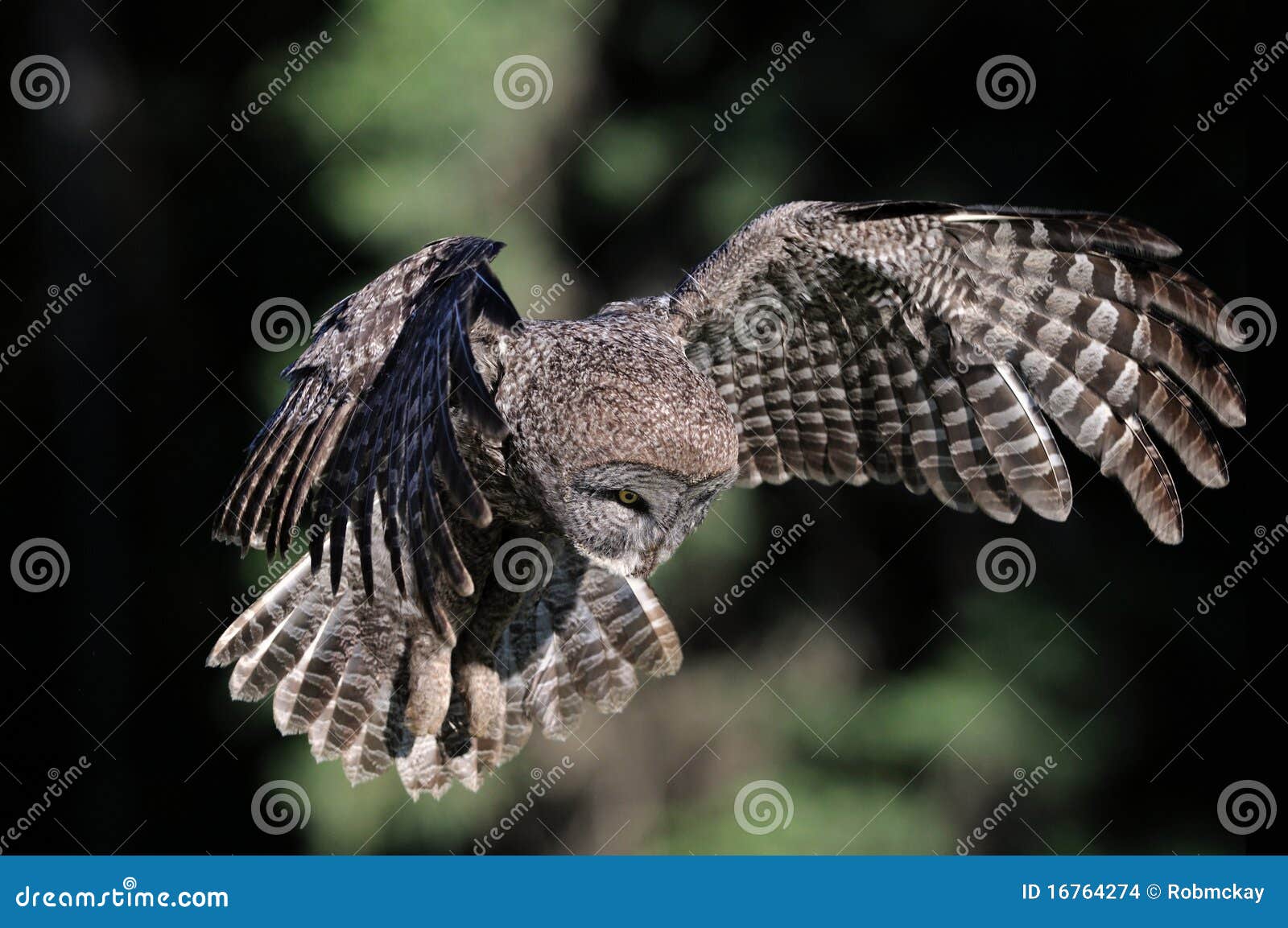 Hibou de gris grand en vol photo stock. Image du nord - 16764274