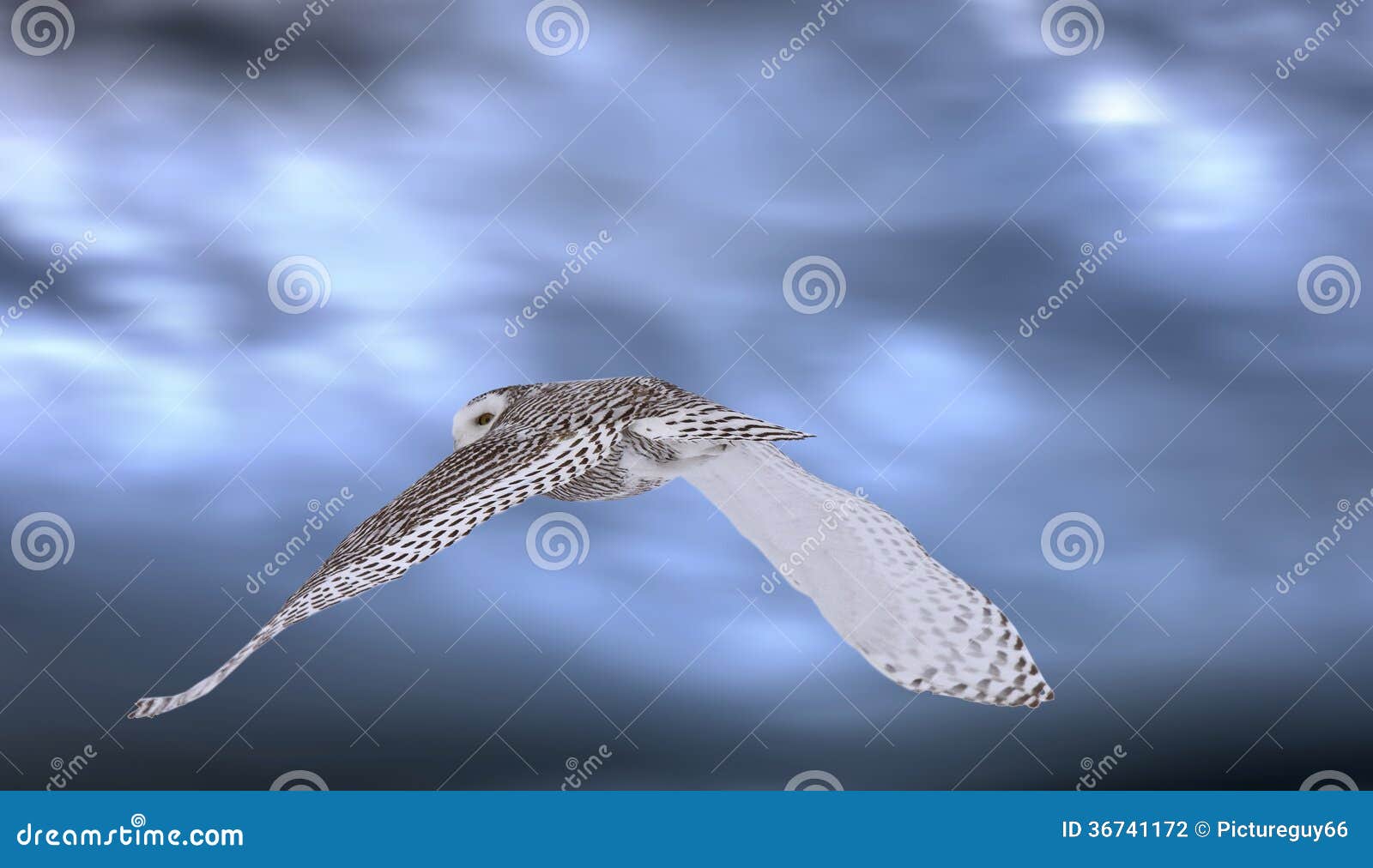 Hibou de Milou en vol photo stock. Image du neigeux, oiseaux - 36741172