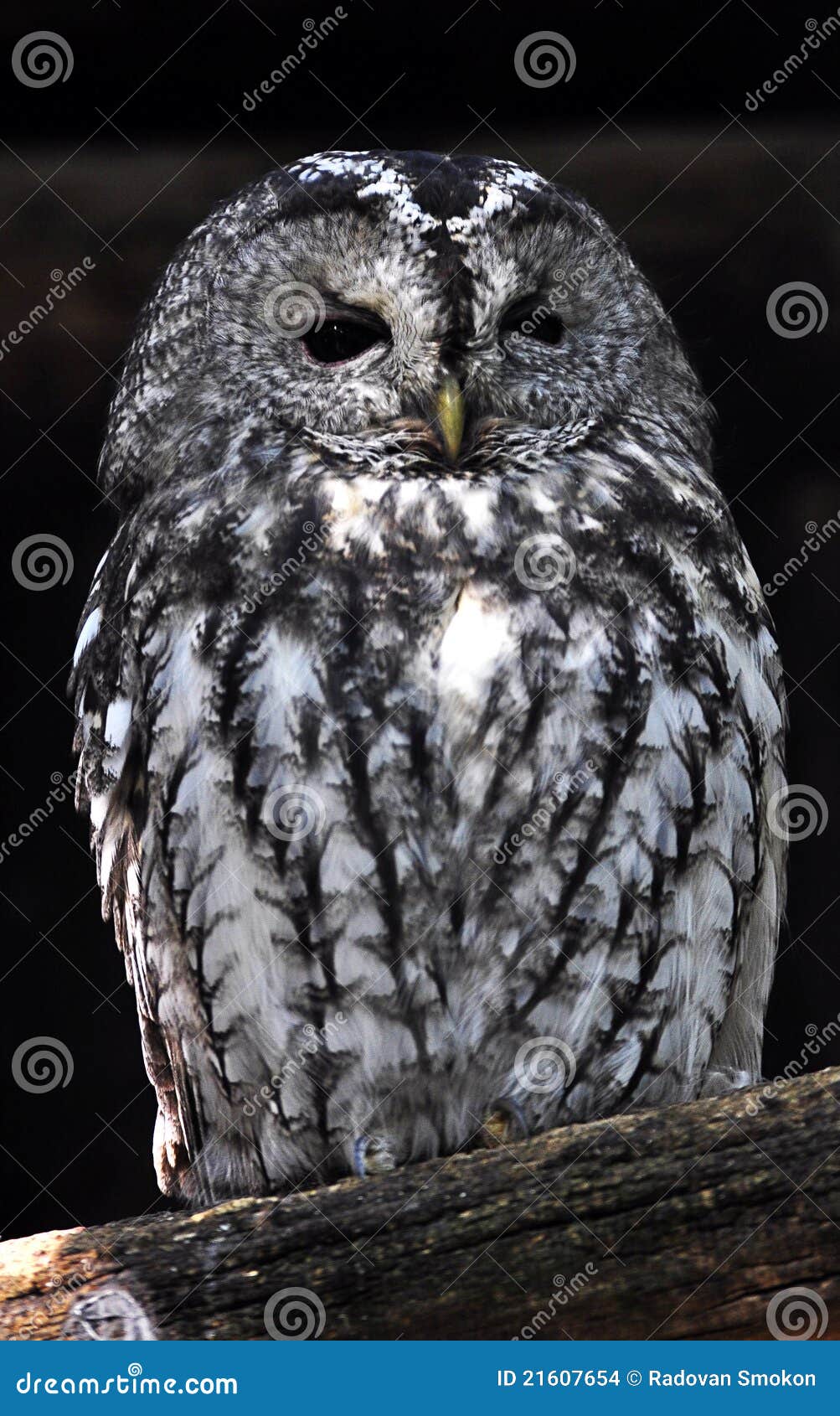 Hibou de nuit photo stock. Image du oiseaux, protégez - 21607654