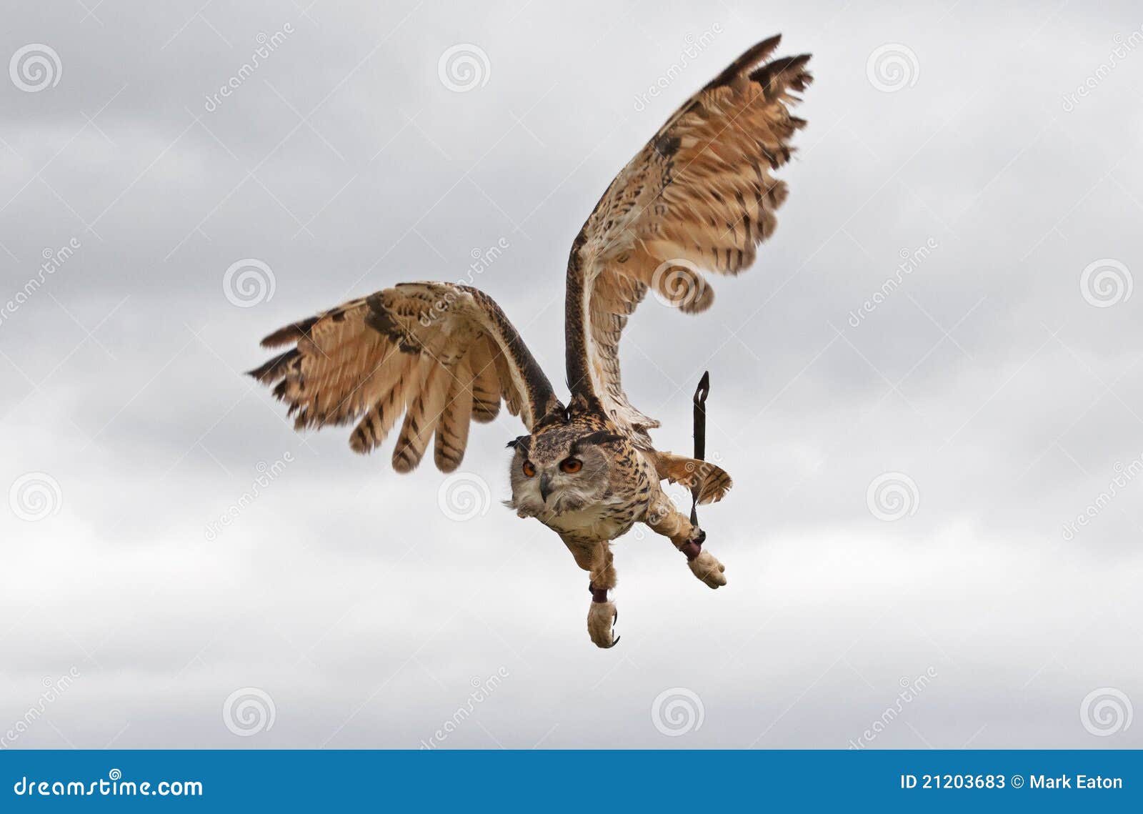Hibou en vol image stock. Image du aigle, mouvement, exploration - 21203683