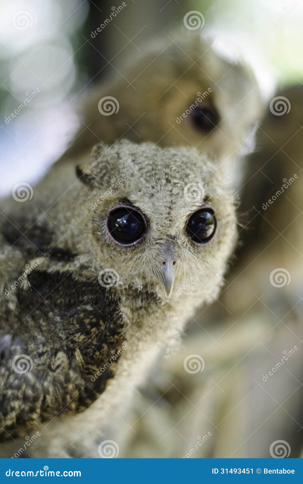 Hibou fauve de bébé image stock. Image du coupure, brun - 31493451